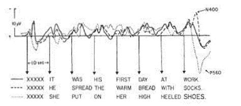 Adaptation Of The Erp Graphs Presented By Kutas And Hillyard 1980 203