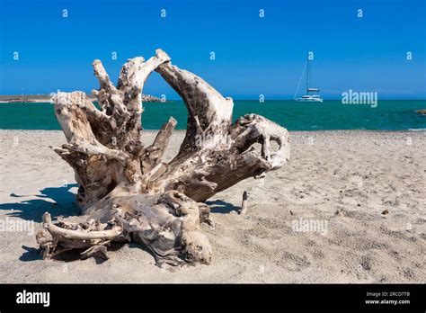 Driftwood On The Beach At Roccella Ionica Calabria Southern Italy