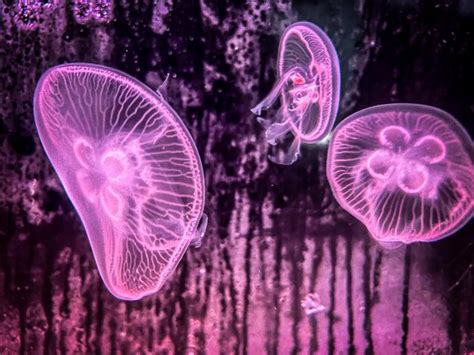 Premium Photo Close Up Of Jellyfish