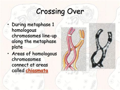 PPT Cell Division Binary Fission Mitosis Meiosis PowerPoint