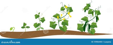 Cucumber Plant Growth Stages From Seed To Flowering And Ripening