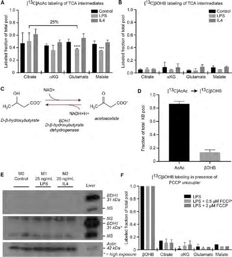Figure From Hepatocyte Macrophage Acetoacetate Shuttle Protects Against Tissue Fibrosis