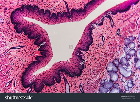 Histology Guide Definition And Slides Kenhub 55 Off