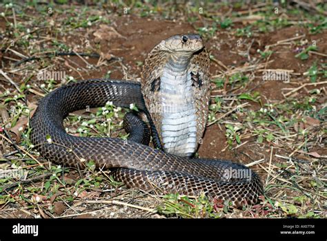 Spectacled Cobra Naja Naja Venomous Common Genus Of Venomous Elapid