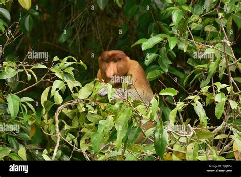 Proboscis Monkey Nasalis Larvatus Dominant Male Eating Leaves In Tanjung Puting National Park
