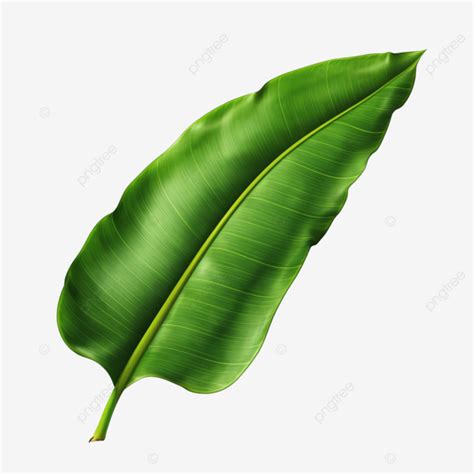 Tropical Green Banana Leaf Png File Leaf Banana Green PNG Transparent Image And Clipart For