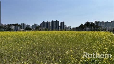 은계호수공원에 가득한 노란 물결 유채꽃밭