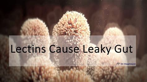 Decoding The Impact Of Lectins Their Role In Gut Health And Autoimmune