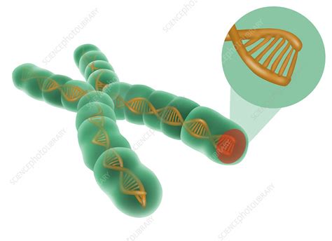 Telomere Illustration Stock Image C Science Photo Library
