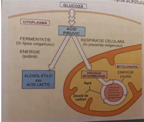 Priveşte imaginea alăturată şi răspunde laurmătoarele întrebări 1 Care