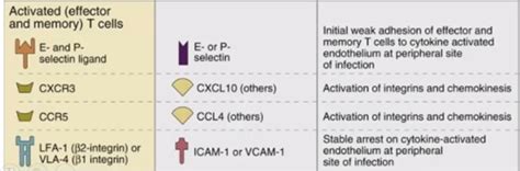 7 T Cell Differentiation And Effector Function Flashcards Quizlet