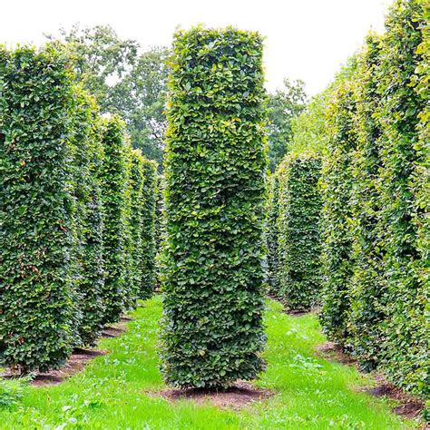Beech Deciduous Hedging Form Plants