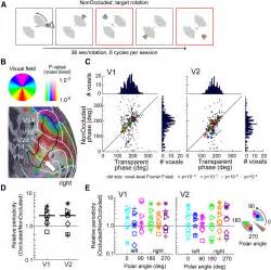 Topographic Representation Of An Occluded Object And The Effects Of Spatiotemporal Context In
