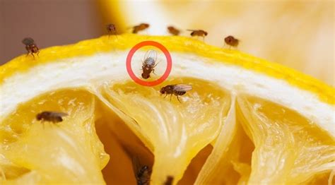 초파리 퇴치하는 방법 초파리 박멸 All Honey Tip