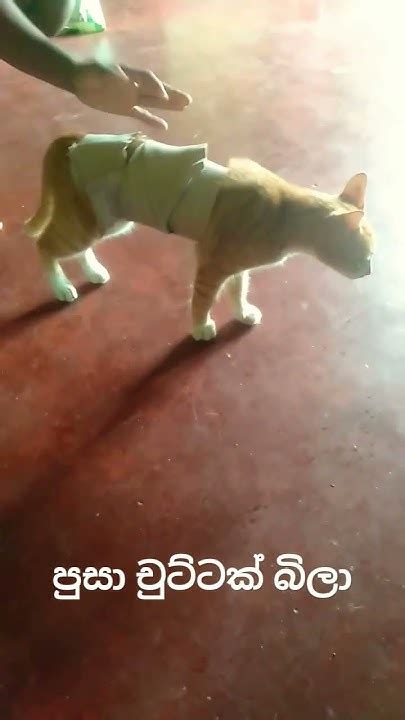 කසිප්පු පොඩ්ඩක් බොන්න දුන්නමා වදින්නැ කිව්ව පුසා 😹 Youtube