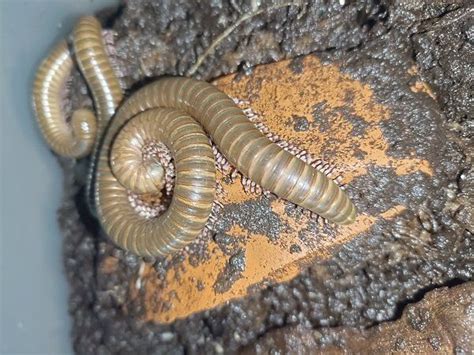 Telodeinopus aoutii - Terrazoo