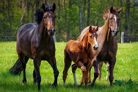 競走馬の種付けの意味は頭数や何歳まで可能かなど徹底解説 みんなの競馬検証