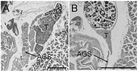 Gonadal Structures Of A Male And B Female Priolepis Akihitoi O