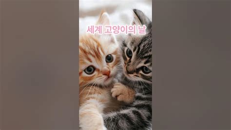 매년 8월 8일은 세계 고양이의 날 Youtube