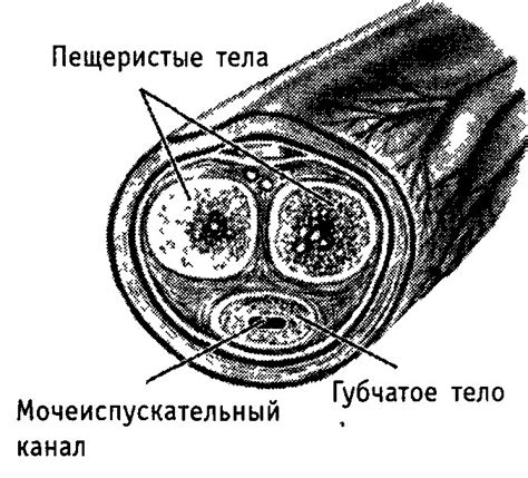Схема разреза полового члена