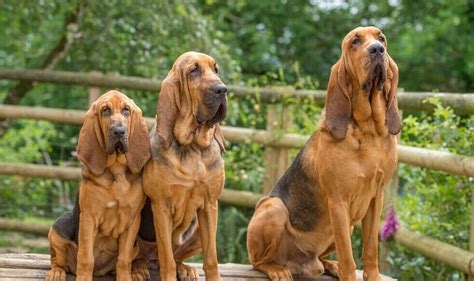 Top 10 Dog Breeds With The Loudest Bark Pets Nurturing