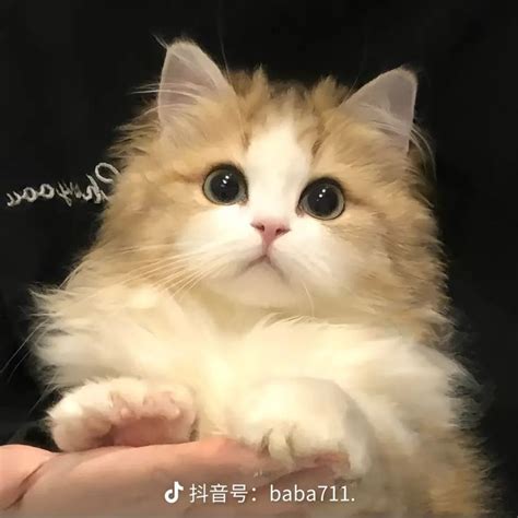 Ghim C A Miyu Suzuki Tr N Ng V T M O D Th Ng