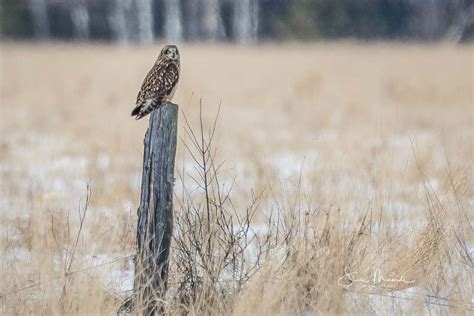 Owling In Algoma Country