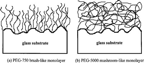 A Schematic Representation Of The Monolayer Structures Of The Grafted