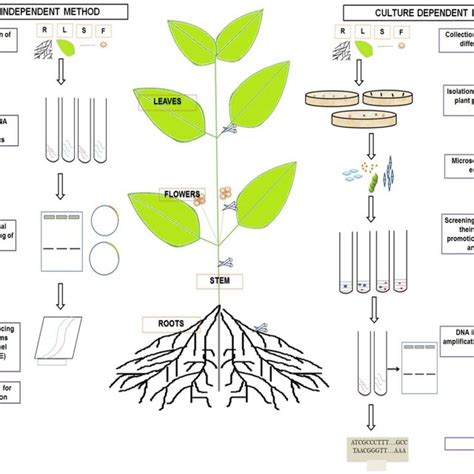 Isolation Of Fungal Endophytes From Different Plant Parts Such As Root Download Scientific