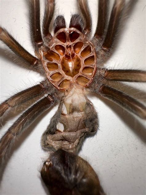 Help Sex Molt Please R Tarantulas