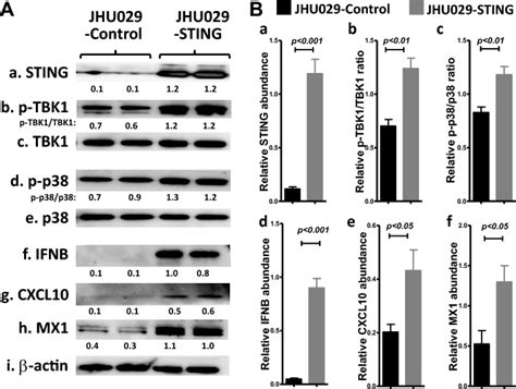 Recombinant Immunotoxin Induces Tumor Intrinsic Sting Signaling Against