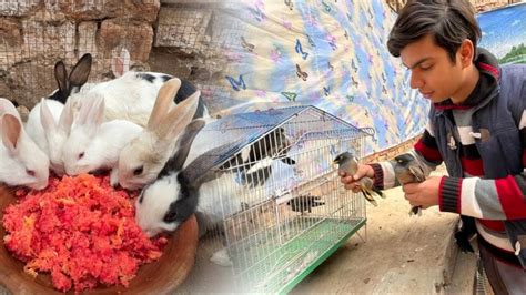 Hum Rabbits Or Maina Ak Sath La Ay 🥰 Youtube