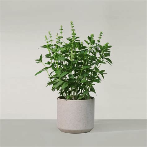 九層塔 Basil Sun Times Garden