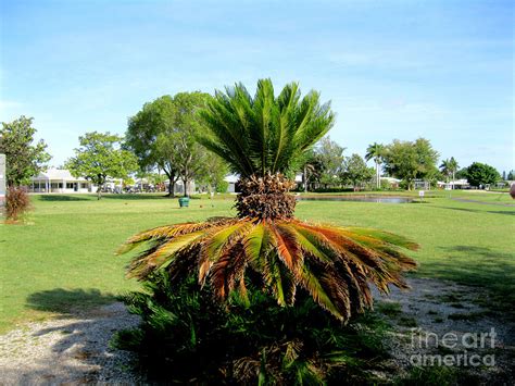 Unique Palm Tree Photograph By Oksana Semenchenko Pixels