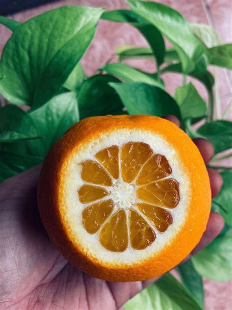 감귤류 건강한 건강한 식생활 과일 과일 조각 과즙이 많은 나무 날 것 녹색 농업 다이어트 다채로운 밝은 배경 비건 채식 비타민 C 상쾌한 손