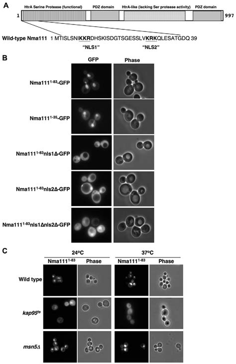 Nma111p Contains A Bipartite Nls Near Its Nterminus A Cartoon