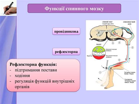 Центральна нервова система людини Спинний мозок презентация онлайн