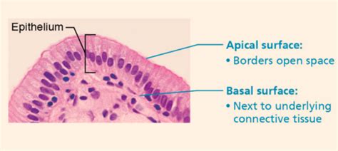 Chp 4 Tissues Flashcards Quizlet