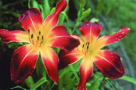 Ruby Spider Oakes Daylilies