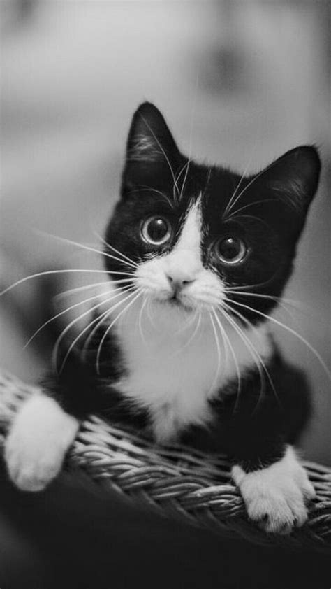 35 Cat Breeds That Will Instantly Make You Go Top 10 Most Beautiful Cat