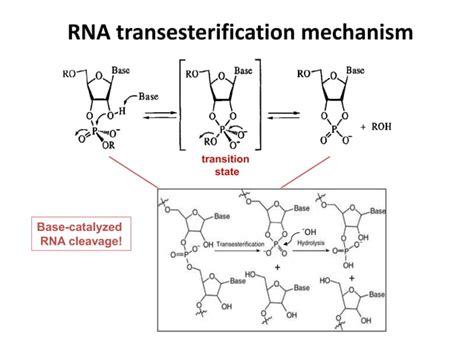 Dna Rna Basic Structure And Components Ppt