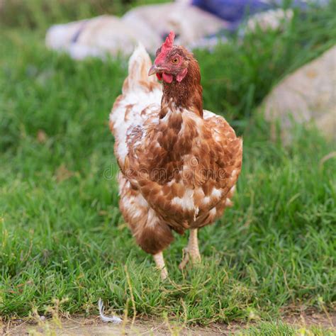 Brown Chicken On The Grass Stock Image Image Of Nature 79281799