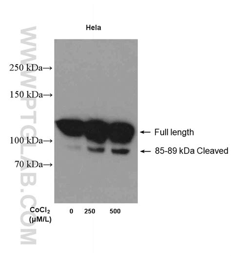 Cytochrome C Antibody 66264 1 Ig Proteintech 武汉三鹰生物技术有限公司