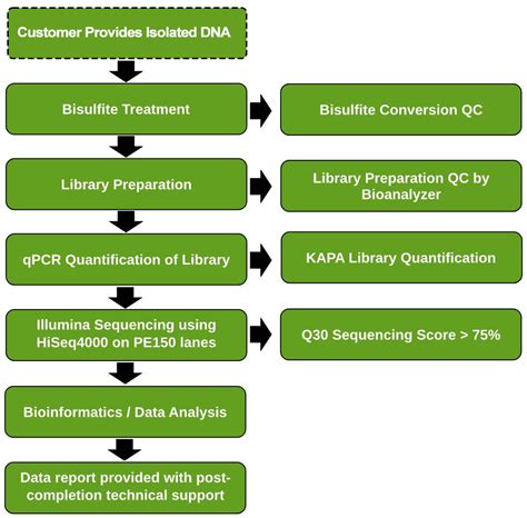 Whole Genome Bisulfite Sequencing Wgbs Service Epigenetic Services