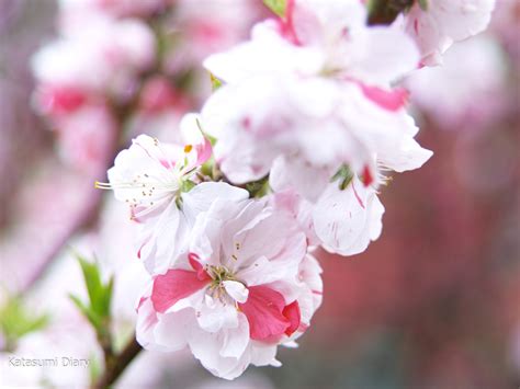 昼神温泉の花桃 カラフルな春の装い 2025年見頃時期と開花状況アクセスと駐車場 長野県阿智村 カタスミ日記