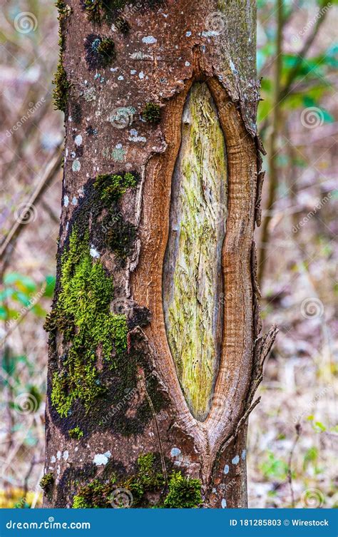 Dried Tree Wound Stock Image Image Of Tree Stem Material