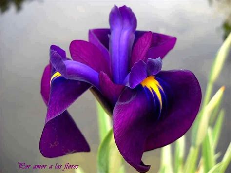 UN IRIS