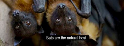 Deadly Nipah Virus Claims Victims In India Post Courier