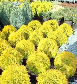 Туя западная Амбер Глоу или Thuja occidentalis ‘Amber Glow’ | Roslyny.com