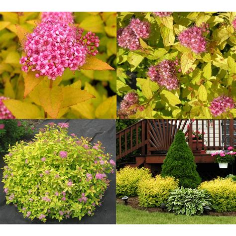 Lanksva Japoninė Golden Princess® Lot Spiraea Japonica „lisp
